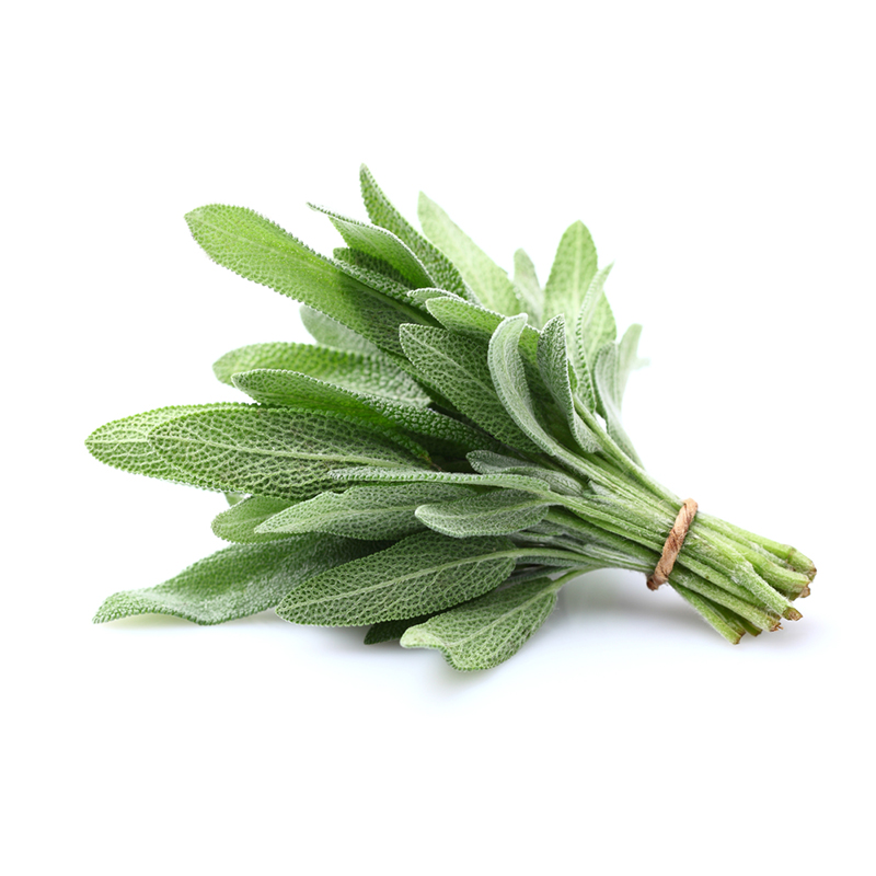 Sage (1 Bunch) (fresh) – Pantree Food Service